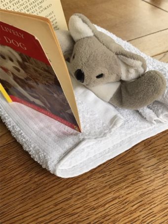Koala - Litro Magazine USA