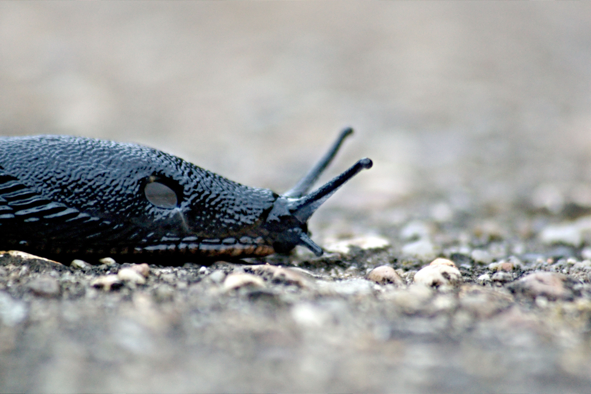 You Will Remember the Slugs - Litro Magazine