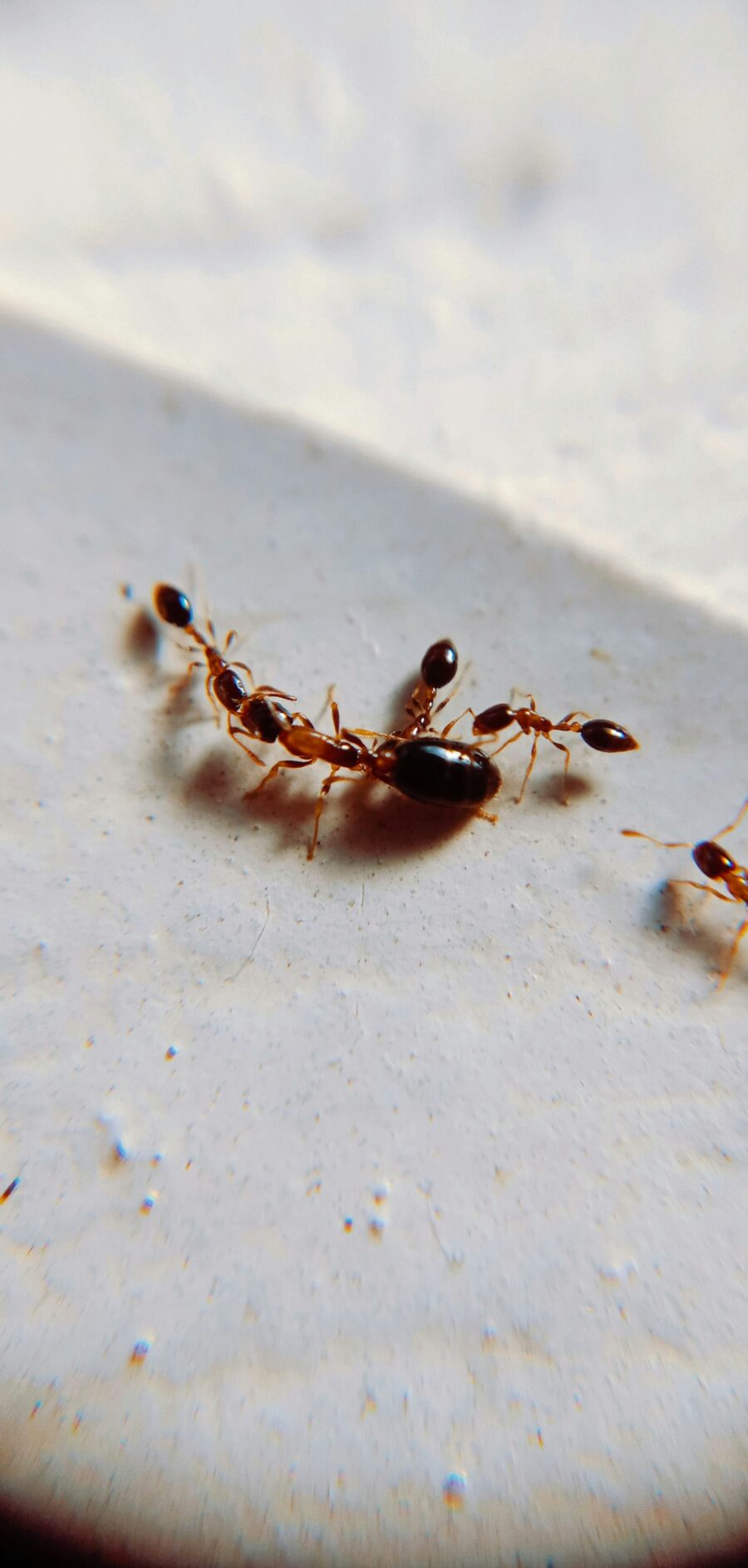This Ant Cannot be Rescued | Litro Magazine